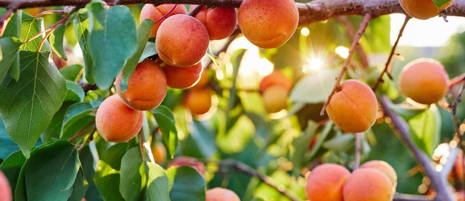 Comment choisir la variété d'abricotier pour votre jardin ? - Blog ...