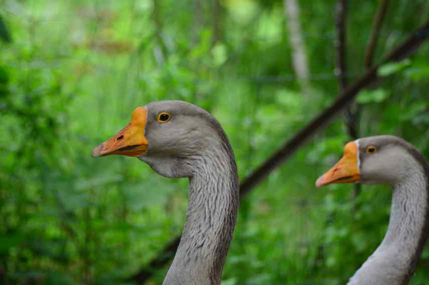 Comment élever des oies domestiques au jardin ? - Blog Promesse de fleurs