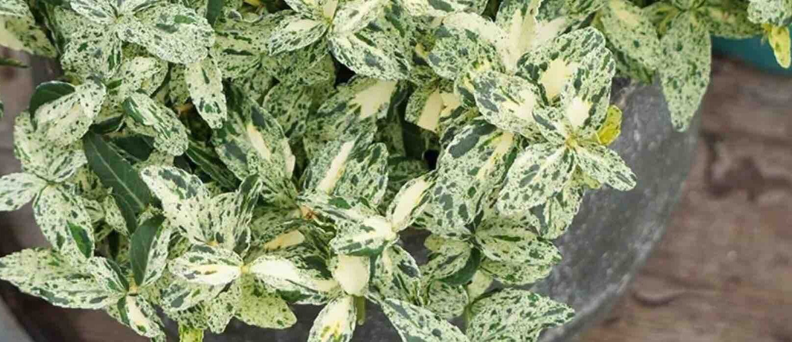 Fusains à feuillage panaché : 7 variétés splendides - Blog Promesse de ...