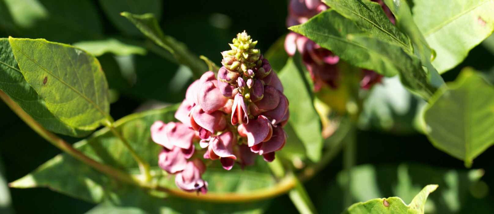 Planter, cultiver et récolter l'Apios americana ou glycine tubéreuse ...