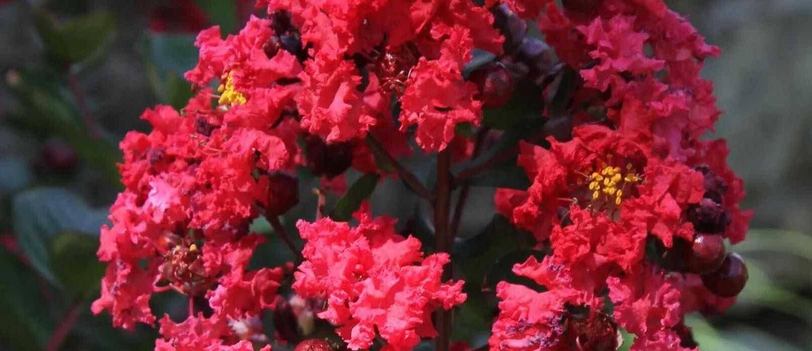 Lagerstroemia : les plus belles variétés à fleurs rouges