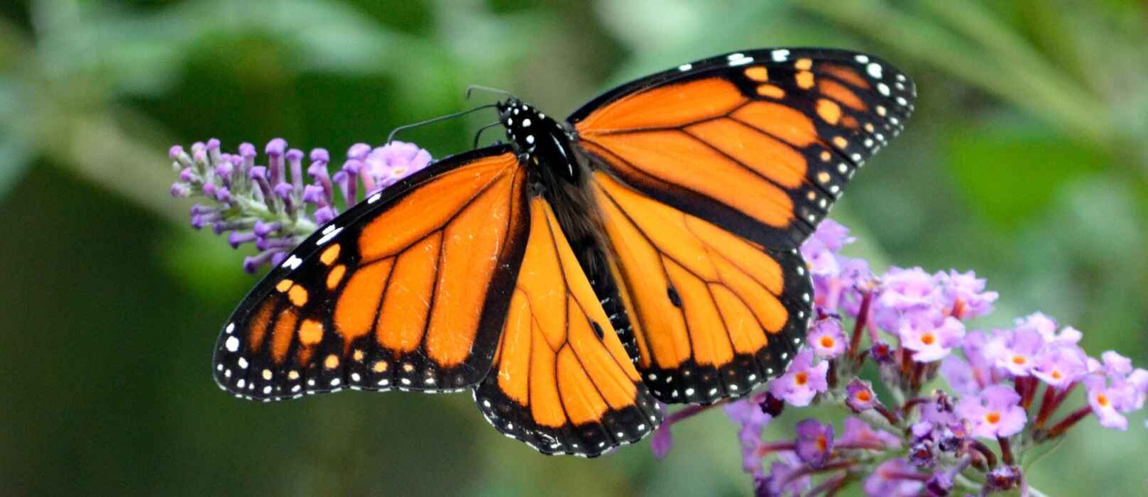 Papillons : alliés du jardinier- Blog Promesse de fleurs