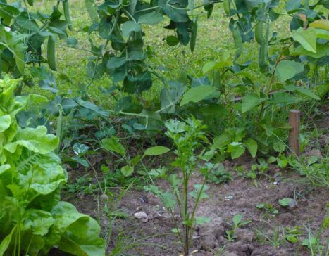 Potager sur terrain humide : les bonnes pratiques - Blog Promesse de fleurs