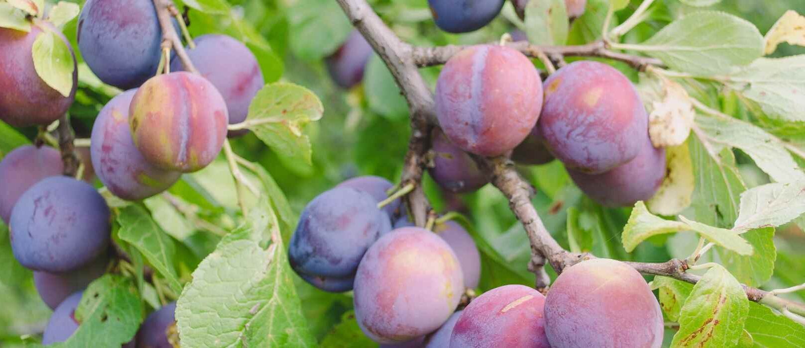 Guide d'achat des meilleurs pruniers - Blog Promesse de fleurs