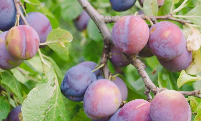 Guide d'achat des meilleurs pruniers - Blog Promesse de fleurs