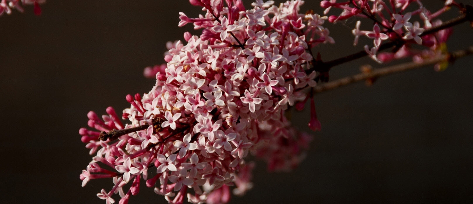 7 lilas nains pour petits espaces extérieurs - Promesse de Fleurs