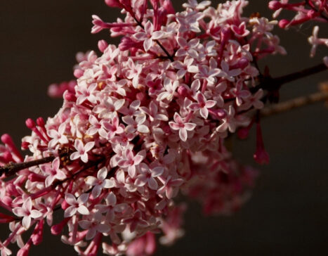 7 lilas nains pour petits espaces extérieurs - Promesse de Fleurs