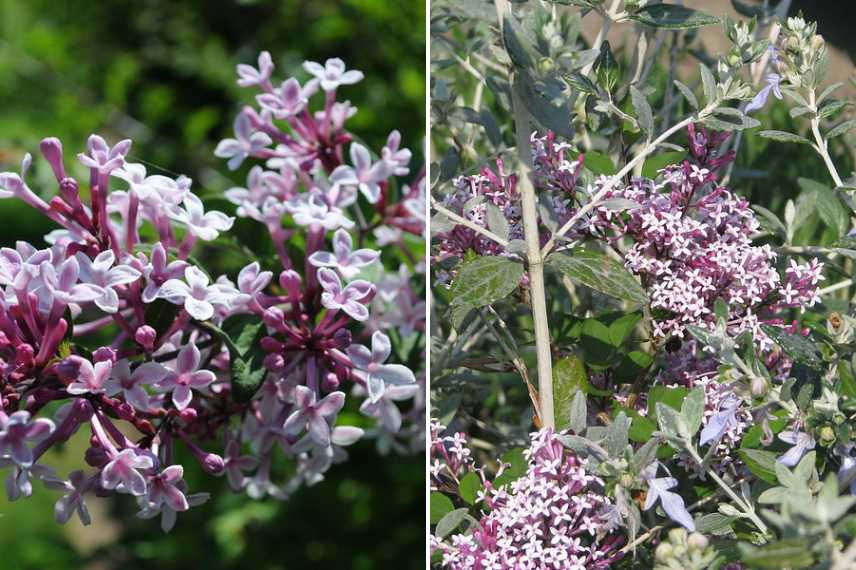 Lilas résistants à la sécheresse : faites le bon choix ! - Blog ...