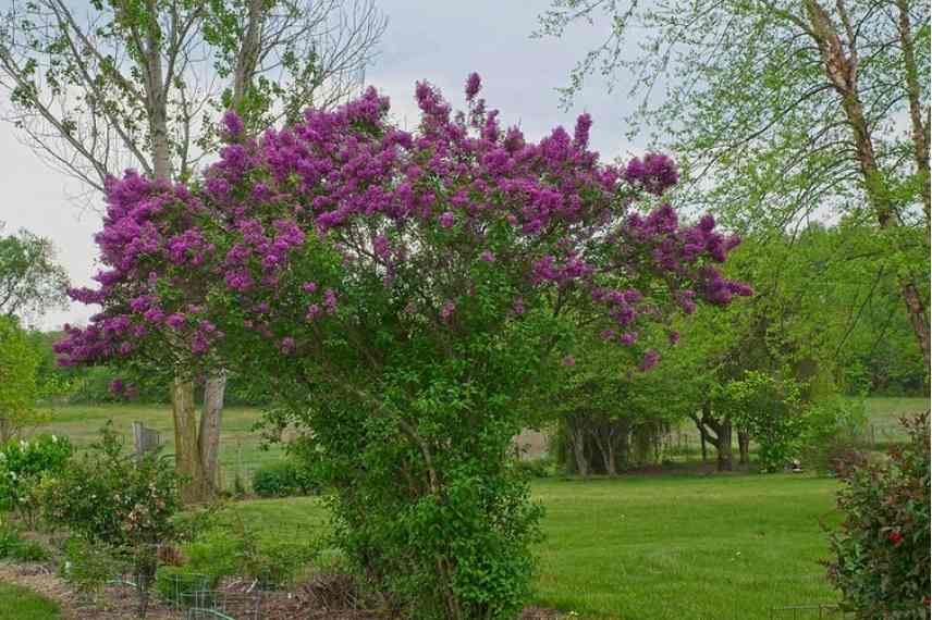 Lilas - Syringa : les variétés les plus parfumées - Blog Promesse de fleurs