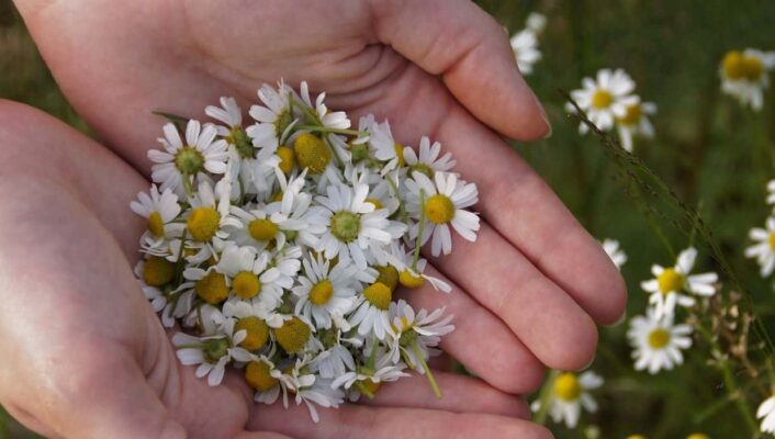 comment identifier et reconnaitre la camomille ? - Blog Promesse de fleurs