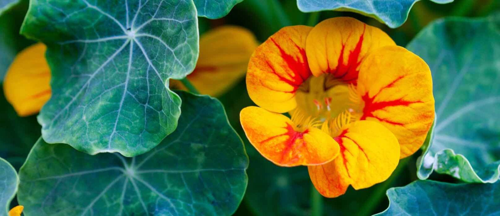 Comment planter la capucine en pot - Promesse de Fleurs