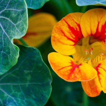 Comment planter la capucine en pot - Promesse de Fleurs
