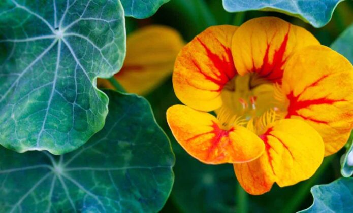 Comment planter la capucine en pot - Promesse de Fleurs