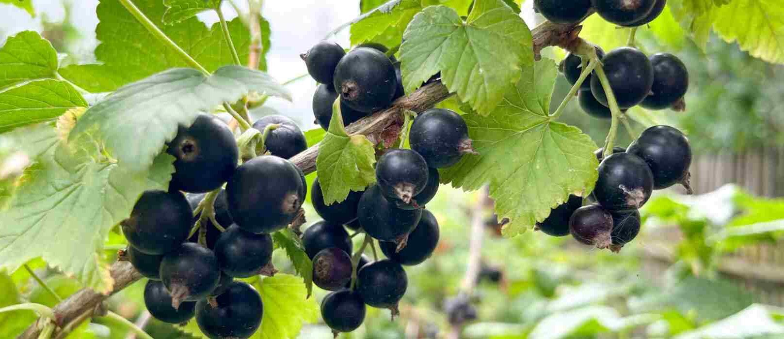 Comment choisir votre cassissier ? - Blog Promesse de fleurs