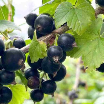 Comment choisir votre cassissier ? - Blog Promesse de fleurs