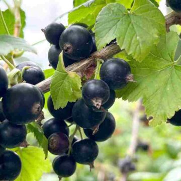 Comment choisir votre cassissier ? - Blog Promesse de fleurs