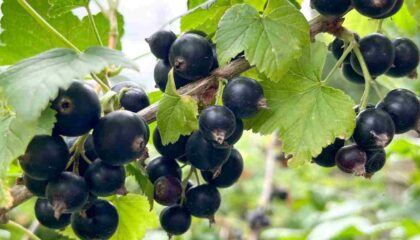 Comment choisir votre cassissier ? - Blog Promesse de fleurs