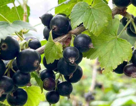 Comment choisir votre cassissier ? - Blog Promesse de fleurs