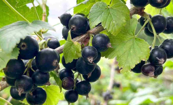 Comment choisir votre cassissier ? - Blog Promesse de fleurs