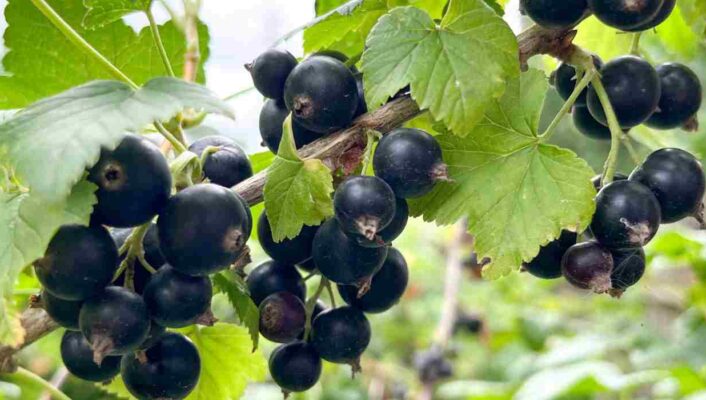 Comment choisir votre cassissier ? - Blog Promesse de fleurs