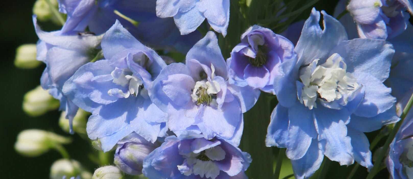 Nos conseils pour cultiver le delphinium en pot - Blog Promesse de fleurs
