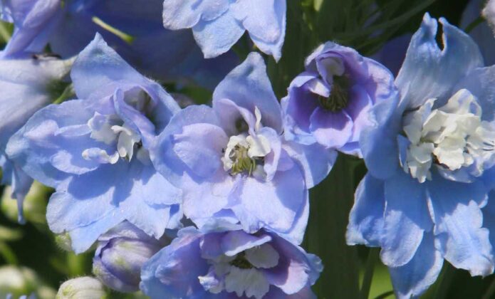 Nos conseils pour cultiver le delphinium en pot - Blog Promesse de fleurs