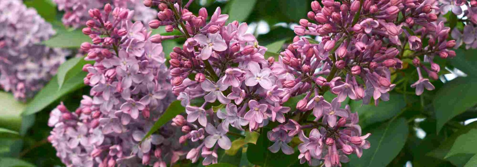 Guide de sélection du lilas adapté à votre jardin - Blog Promesse de fleurs
