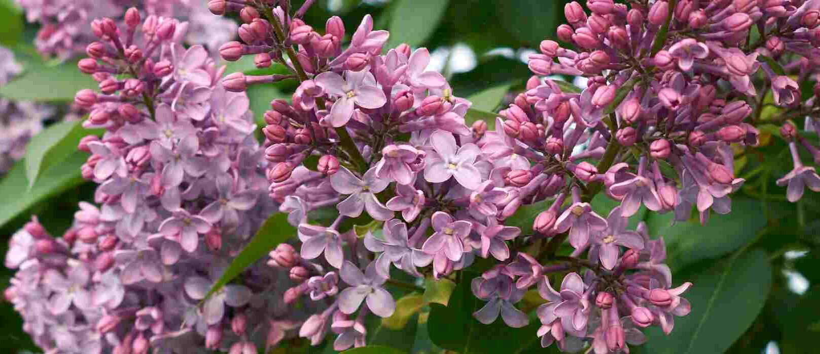Guide de sélection du lilas adapté à votre jardin - Blog Promesse de fleurs