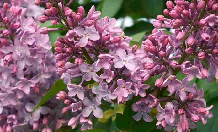 Guide de sélection du lilas adapté à votre jardin - Blog Promesse de fleurs