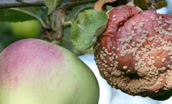 Protéger votre pommier : guide des maladies et parasites- Blog Promesse ...