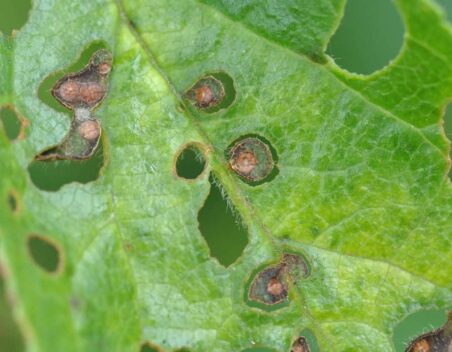 Maladies et ravageurs les plus courants des cerisiers à fleurs