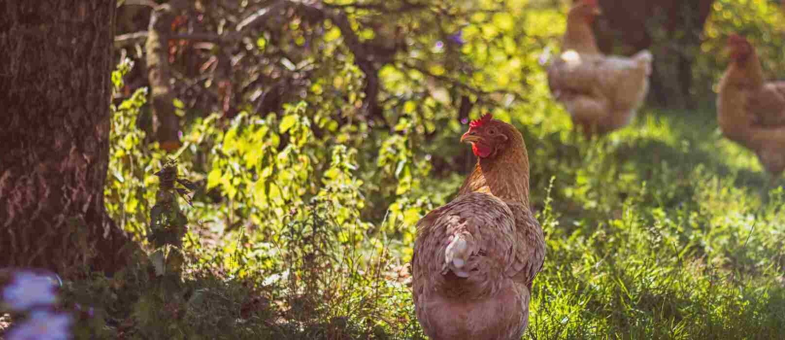 Poules au jardin : comment cohabiter de façon optimale ? - Blog ...