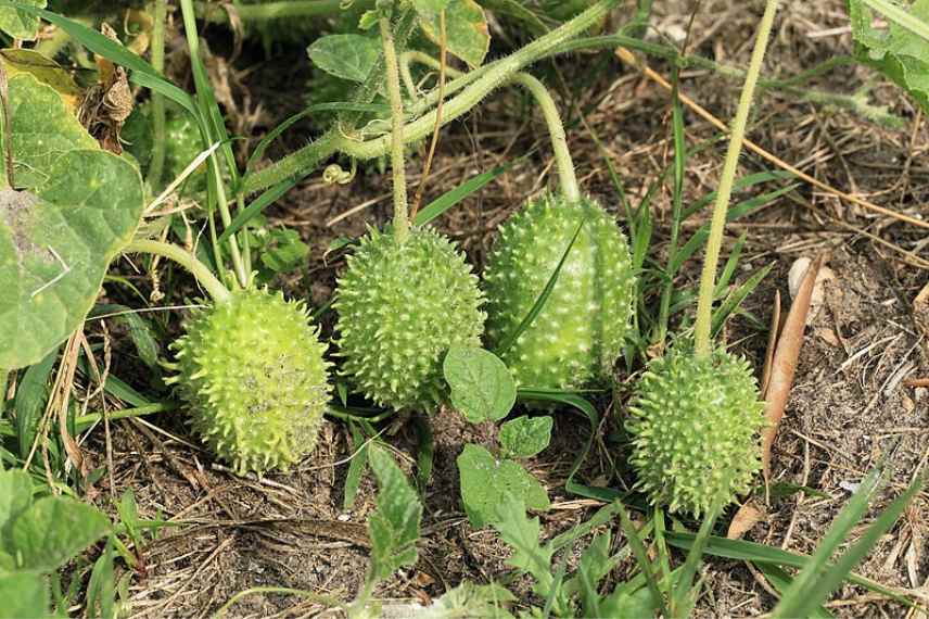 Concombre des Antilles : un légume fruit exotique facile à cultiver