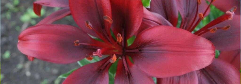Sélection de lys à fleurs rouges pour un jardin éclatant - Blog ...