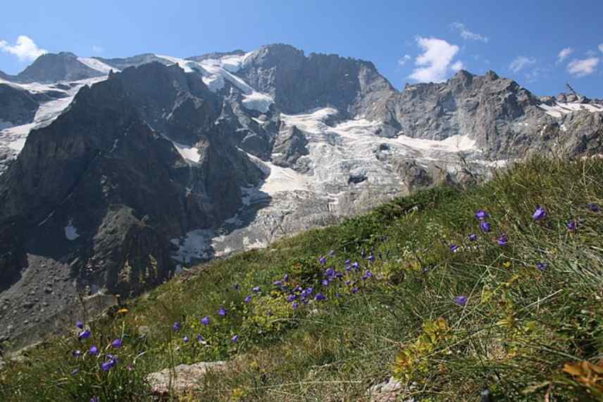Plantes lithophytes : qui sont-elles ? - Blog Promesse de fleurs