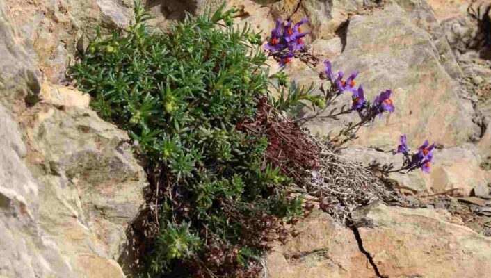 Plantes lithophytes : qui sont-elles ? - Blog Promesse de fleurs