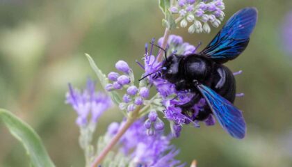 Xylocope violet ou abeille charpentière : une alliée précieuse au jardin