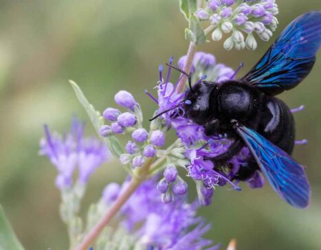 Xylocope violet ou abeille charpentière : une alliée précieuse au jardin