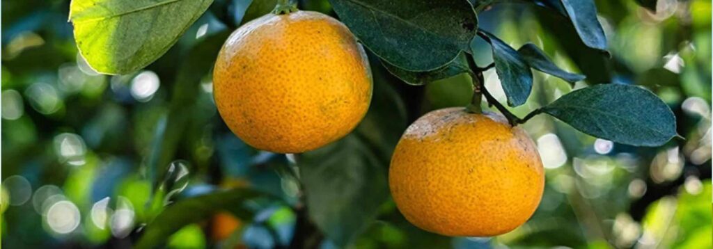 Notre liste d'agrumes les plus savoureux