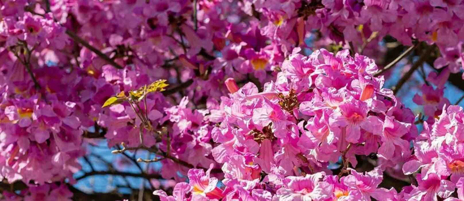 Arbres à fleurs roses pour le jardin : sélection et conseils- Blog ...