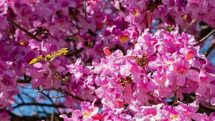 Arbres à fleurs roses pour le jardin : sélection et conseils- Blog ...