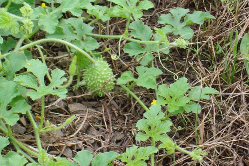 Concombre des Antilles : un légume fruit exotique facile à cultiver