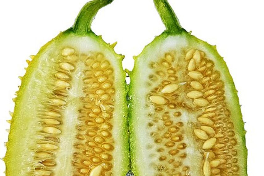 Concombre des Antilles : un légume fruit exotique facile à cultiver