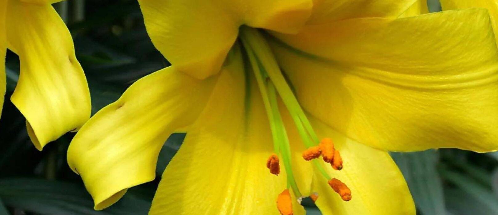 Lys : les plus belles variétés à fleurs jaunes
