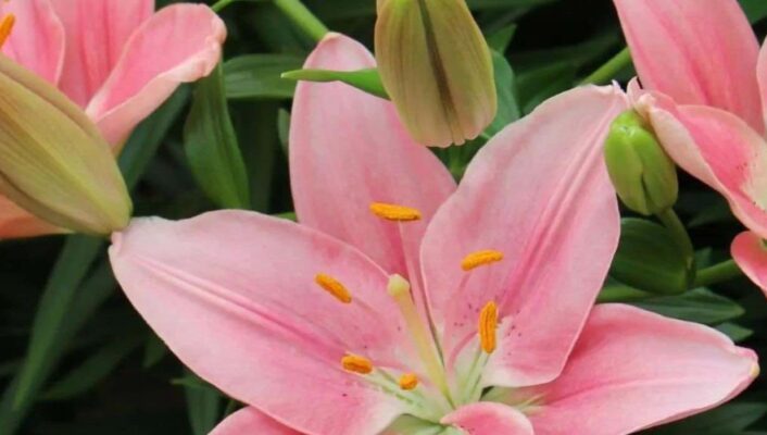 Sélection de lys à fleurs roses pour illuminer le jardin - Blog ...