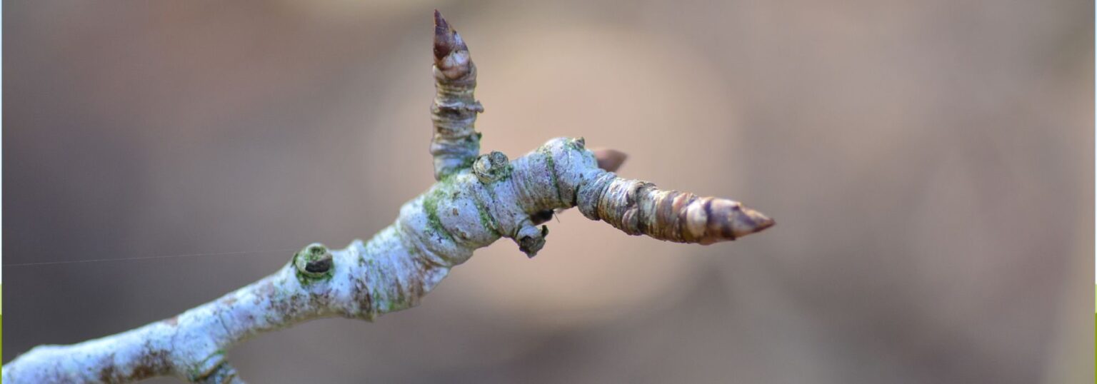 Comment différencier les bourgeons et rameaux des fruitiers