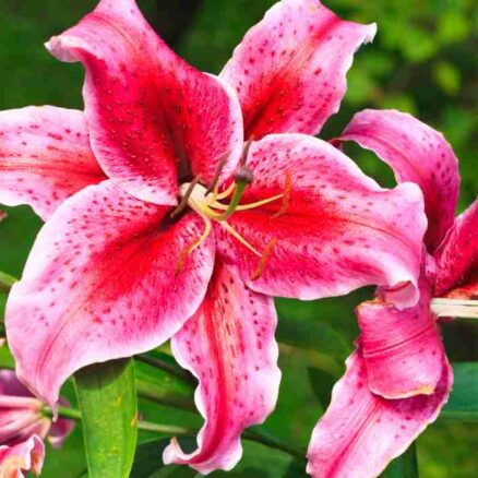 Pourquoi mes lys ne fleurissent pas