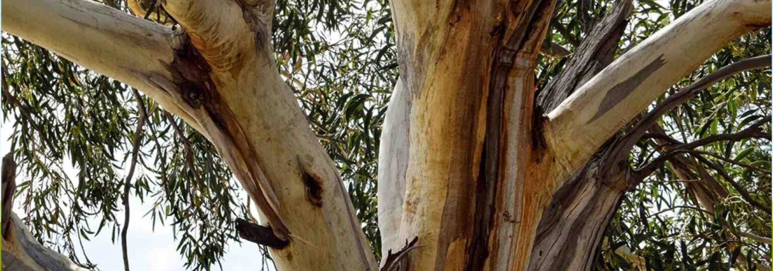 Les plantes pyrophytes, ces fascinants végétaux adaptés au feu