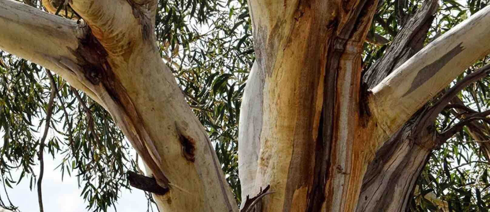 Les plantes pyrophytes, ces fascinants végétaux adaptés au feu