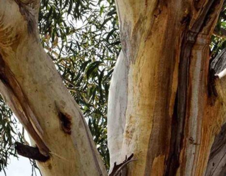 Les plantes pyrophytes, ces fascinants végétaux adaptés au feu